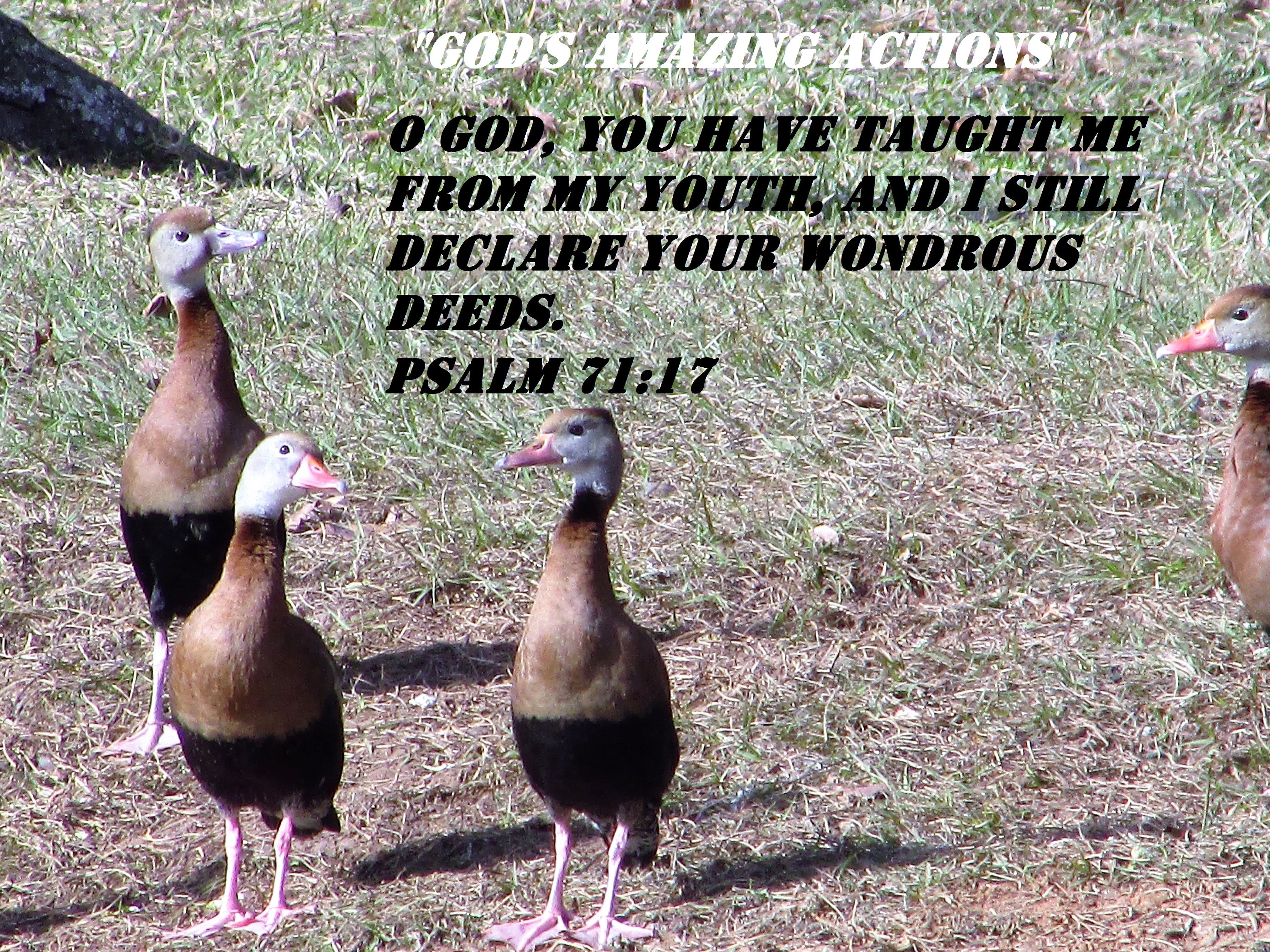 “God’s Amazing Actions” – "Common Sense Of Miracles" "Christian ...