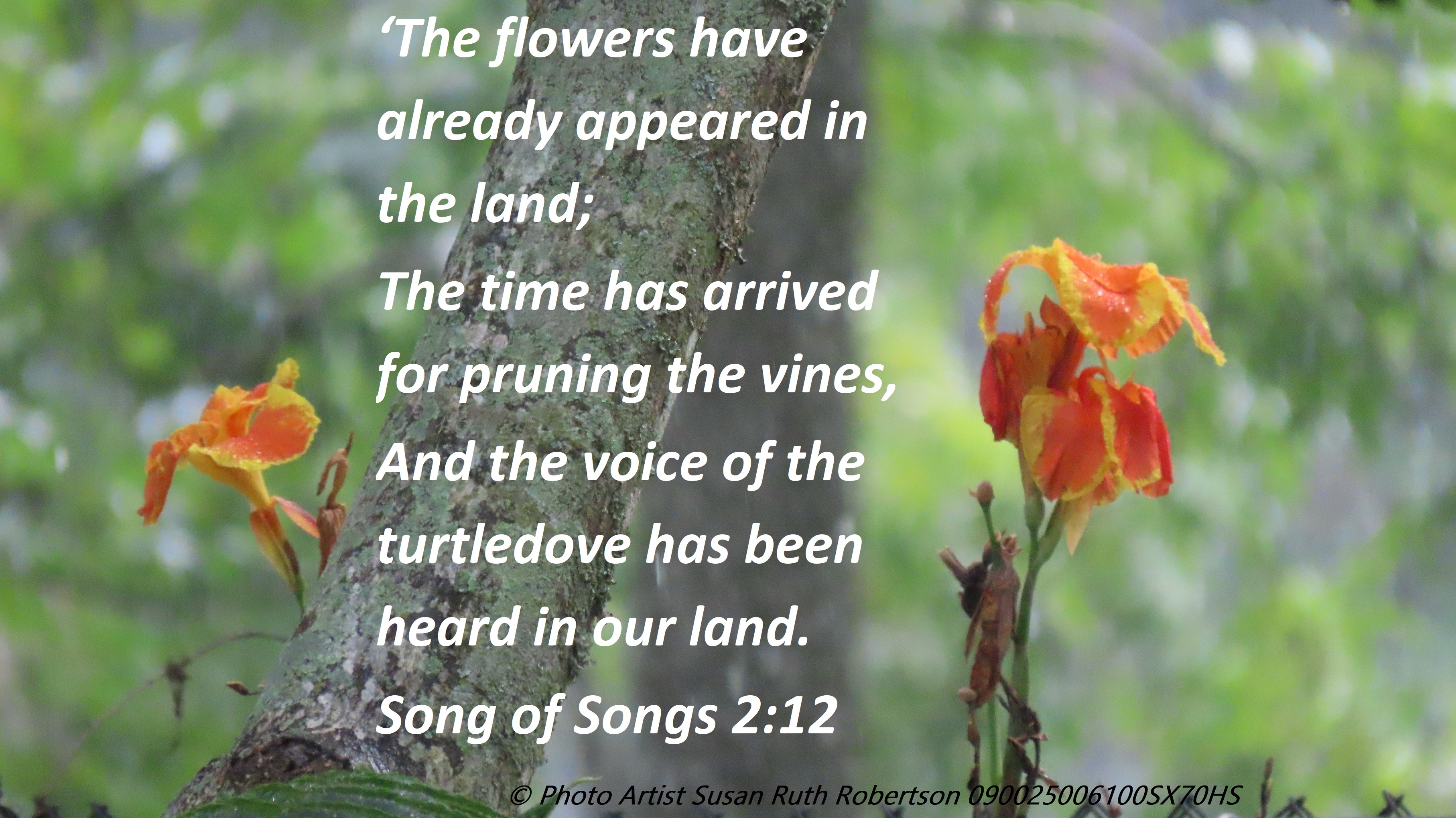 “Appear in Spring” – "Common Sense Of Miracles" "Christian National ...