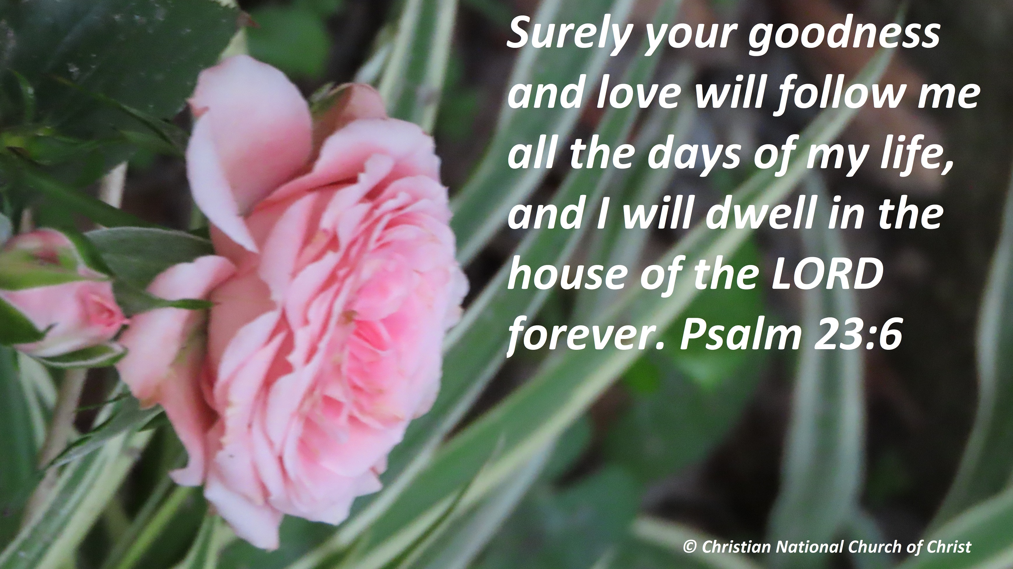 “Goodness and Love” – "Common Sense Of Miracles" "Christian National ...