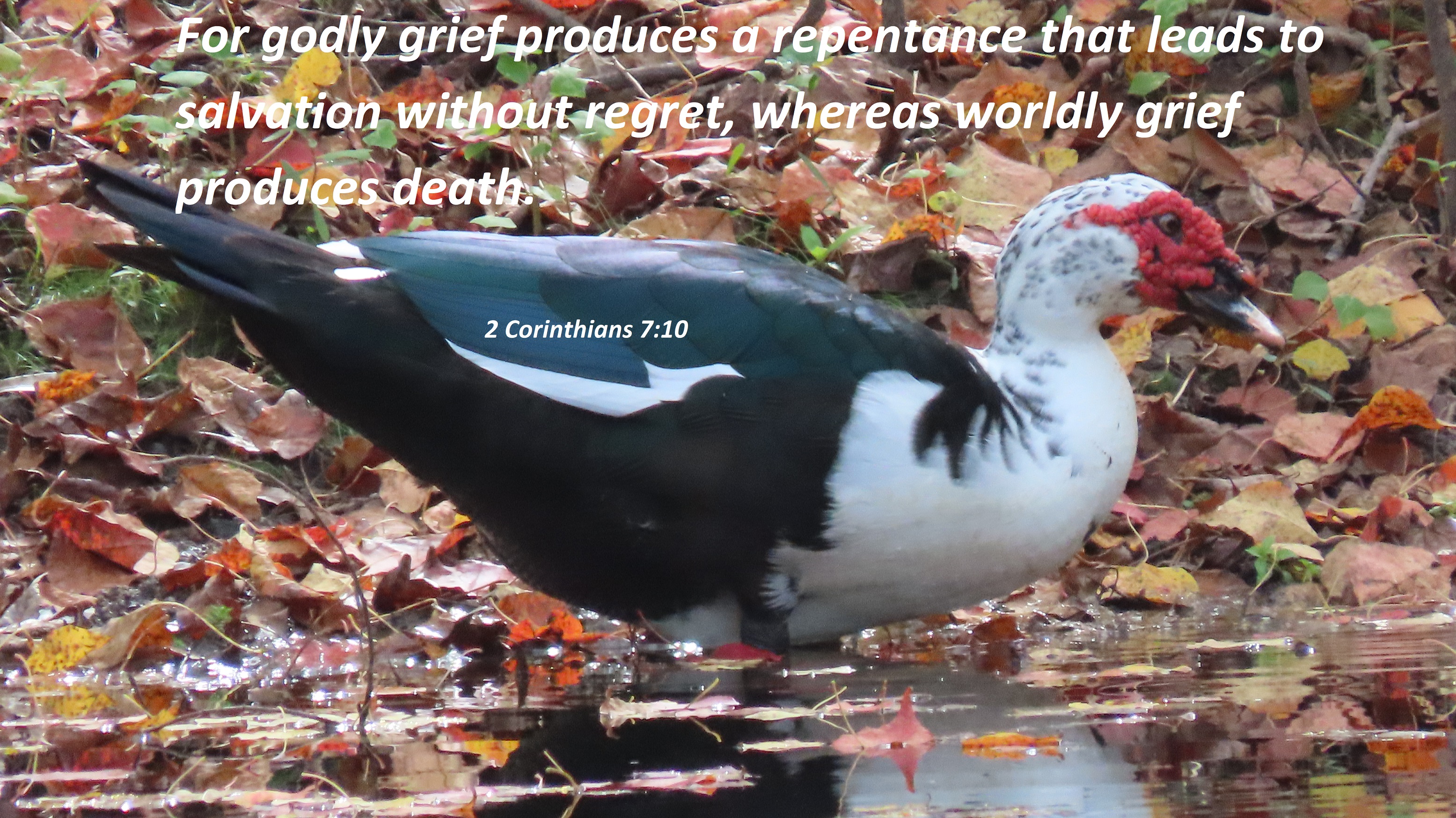 “Grief Release Sin” – "Common Sense Of Miracles" "Christian National ...