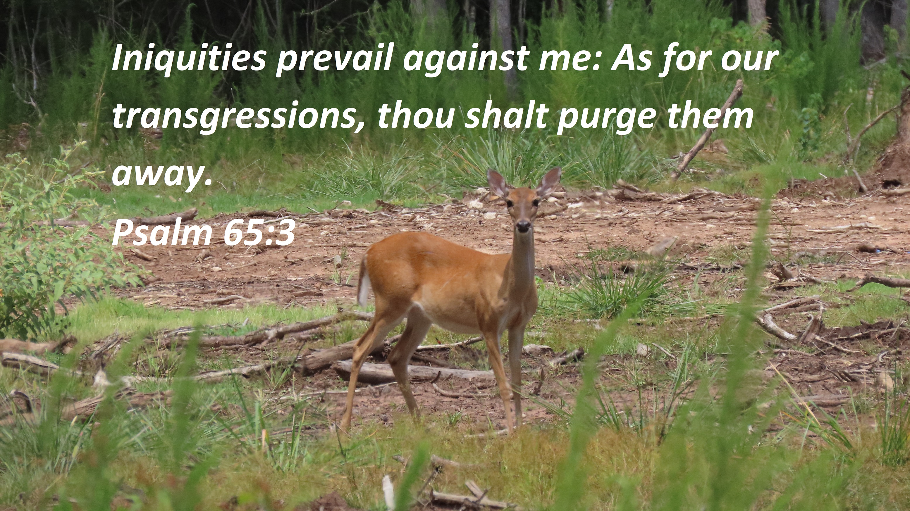 “God’s Forgiveness” – "Common Sense Of Miracles" "Christian National ...