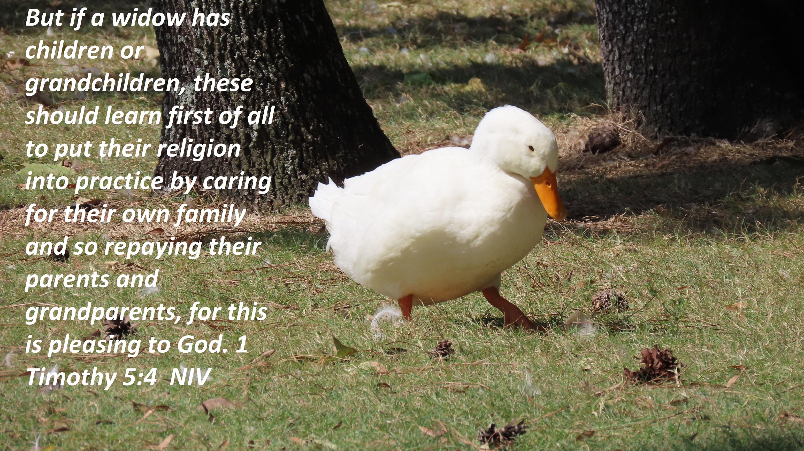 “Widows Teach The Younger” – "Common Sense Of Miracles" "Christian ...
