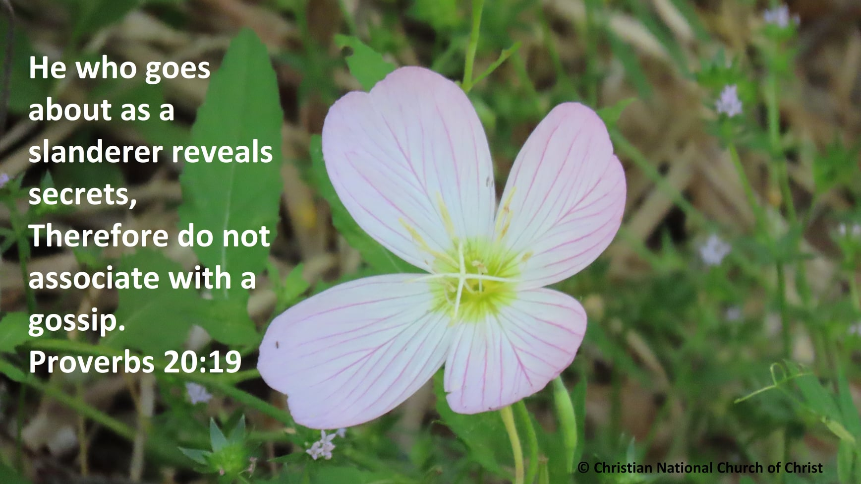 “Guard Your Words” – "Common Sense Of Miracles" "Christian National ...